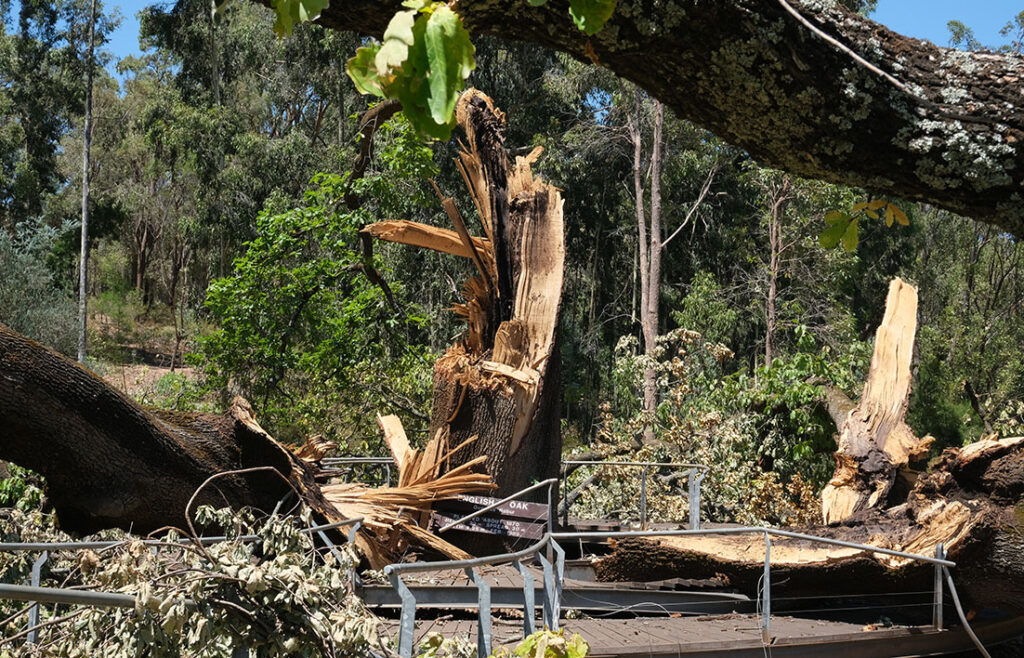 Heritage listed oak tree destroyed - Echo Newspaper