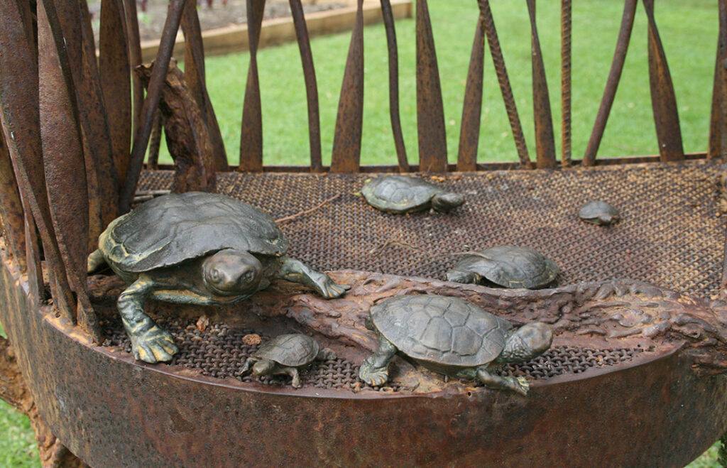 A busy year ahead for tortoise friends - Echo Newspaper