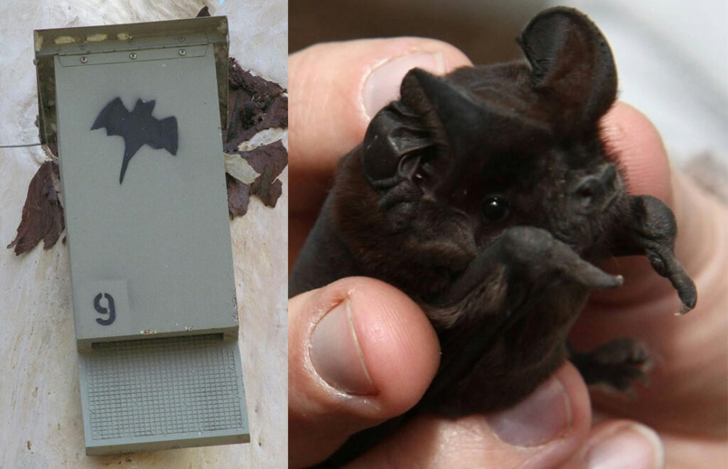 Microbat boxes to fight mozzies - Echo Newspaper