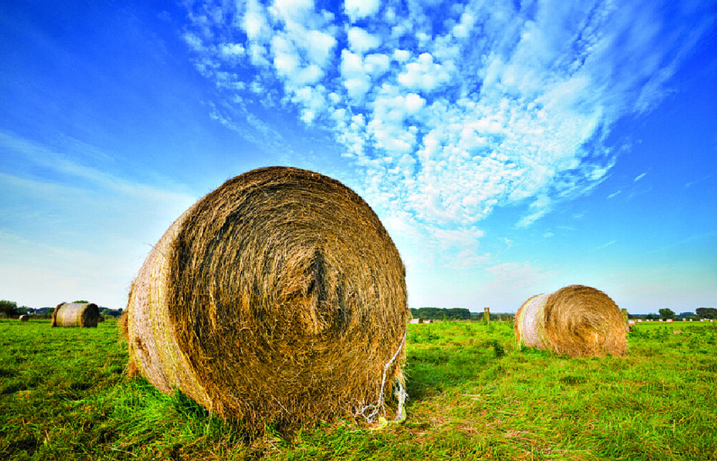 Gidgegannup Small Farm Field Day - Echo Newspaper