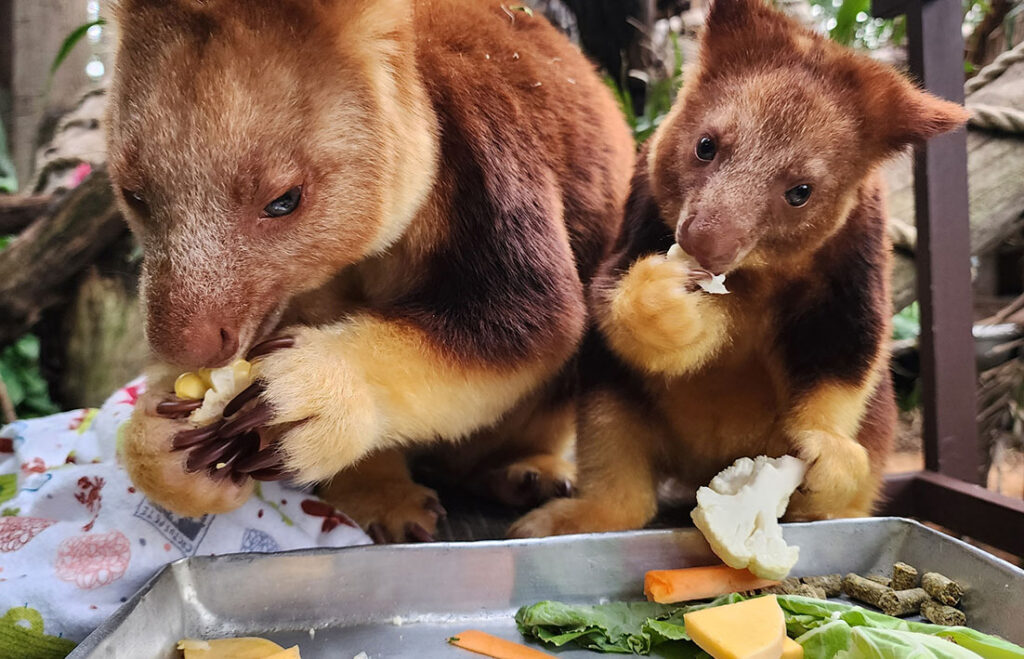 Free tickets to the Perth Zoo - Echo Newspaper