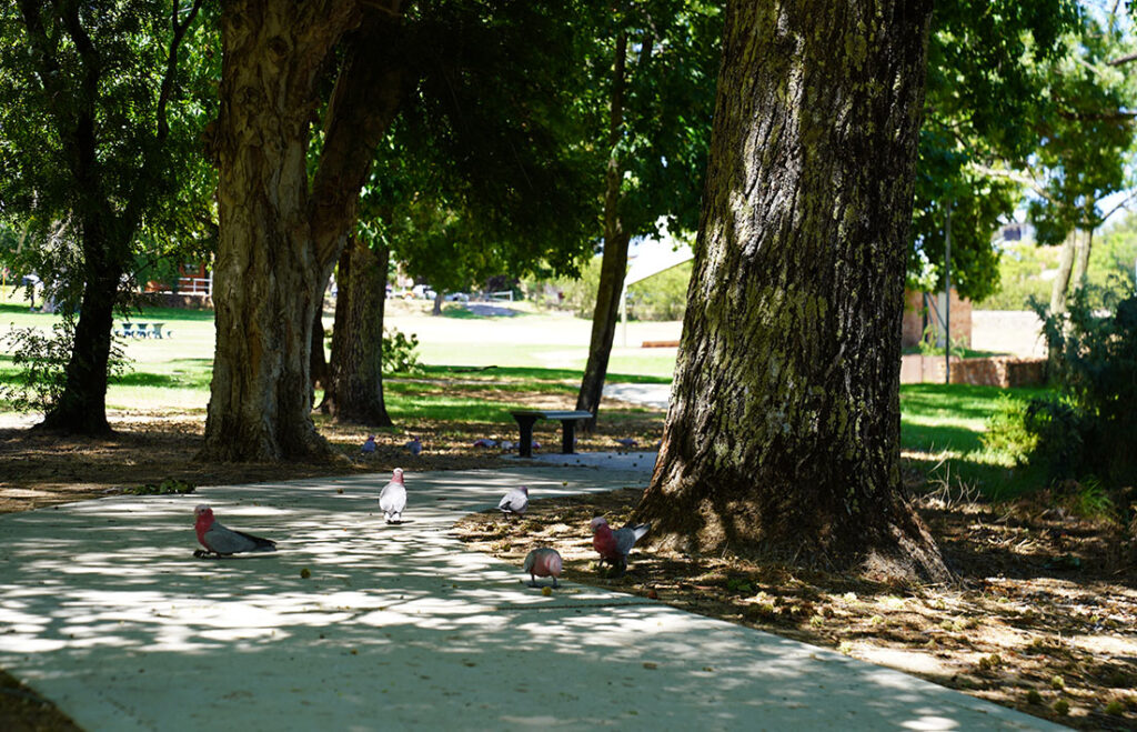 Kalamunda canopy data may be inflated by a change in method - Echo ...