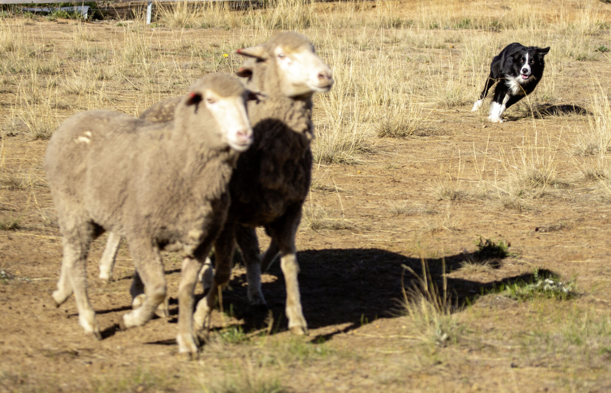 Northam to host national Dogpro sheepdog trials - Echo Newspaper