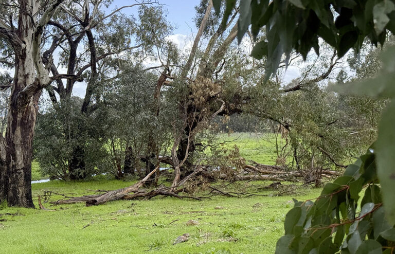 Warning on hidden risk of dead trees - Echo Newspaper