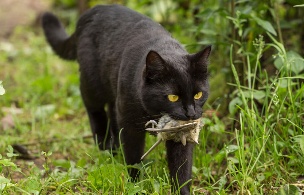 Mundaring to review cat laws - Echo Newspaper