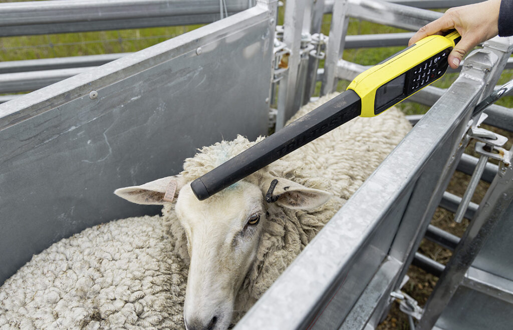Katanning Sheep Field Day program to give a genetic edge to producers ...