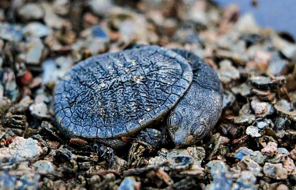Southwest long neck turtle admissions increasing - Echo Newspaper