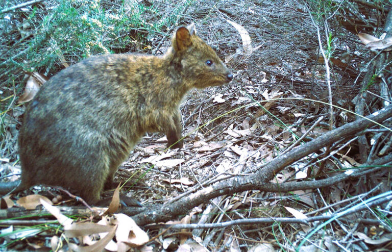 Quokka monitoring expands in Perth Hills - Echo Newspaper